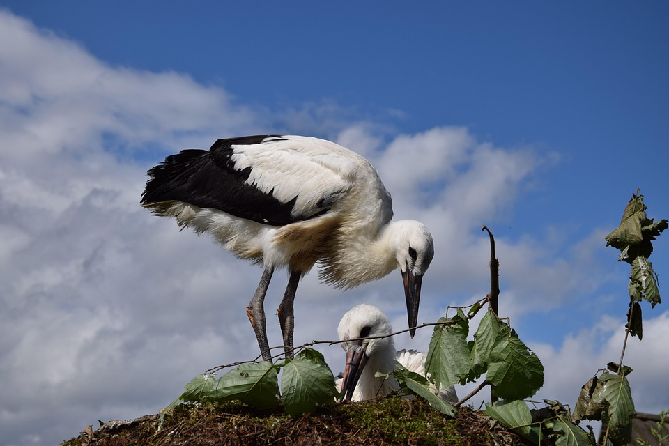 Storks Bird'S Nest Masuria - Free photo on Pixabay