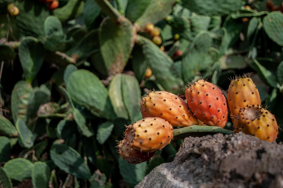 Barbary Fig Prickly Pear Indian - Free photo on Pixabay