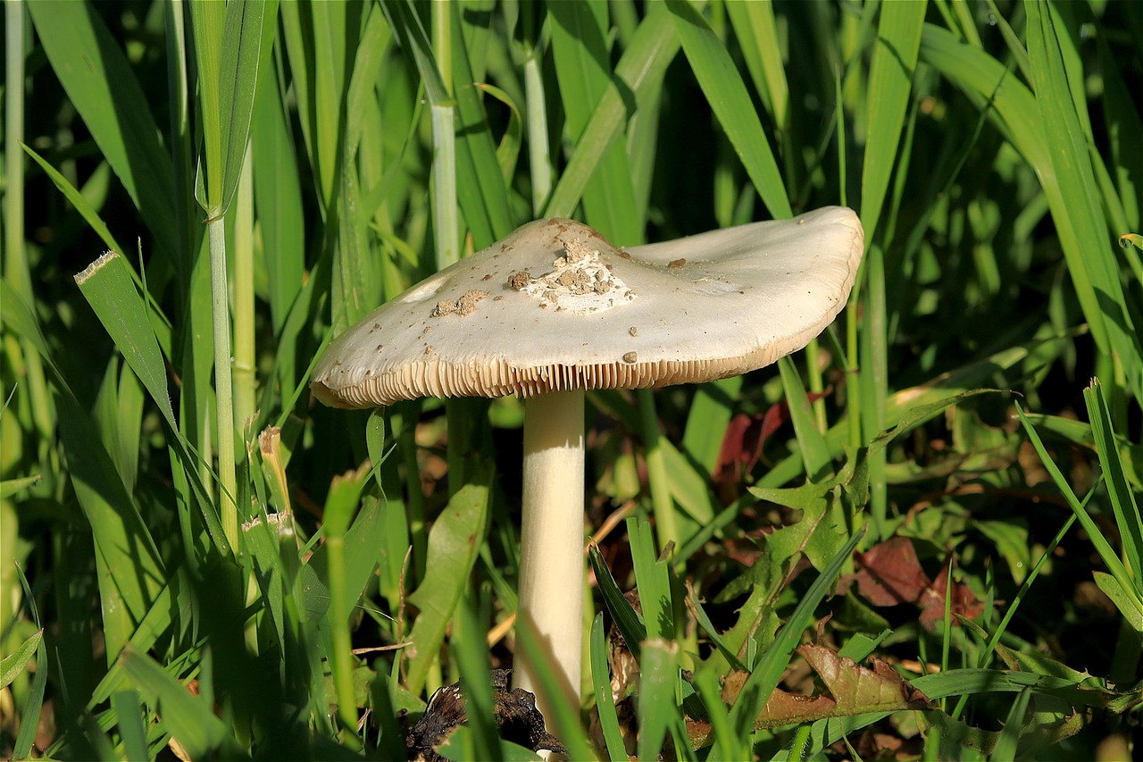 Mushroom Fruiting Bodies Edible - Free photo on Pixabay - Pixabay