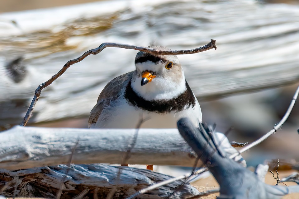 Bird Plover Beak - Free photo on Pixabay - Pixabay