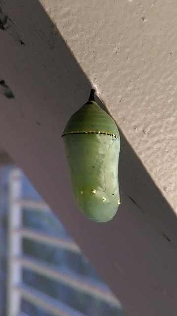 Cocoon Monarch Butterfly - Free photo on Pixabay - Pixabay