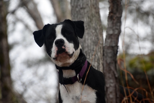 American Bully Dog Nature - Free photo on Pixabay