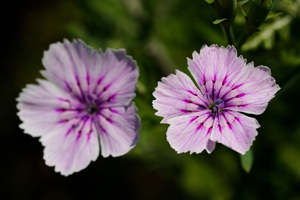 Dianthus Pink Flowers - Free photo on Pixabay - Pixabay
