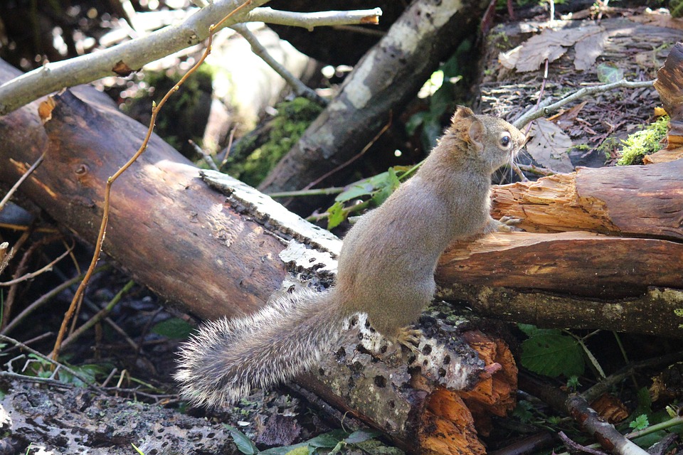 Animal Ardilla Mamífero - Foto gratis en Pixabay - Pixabay