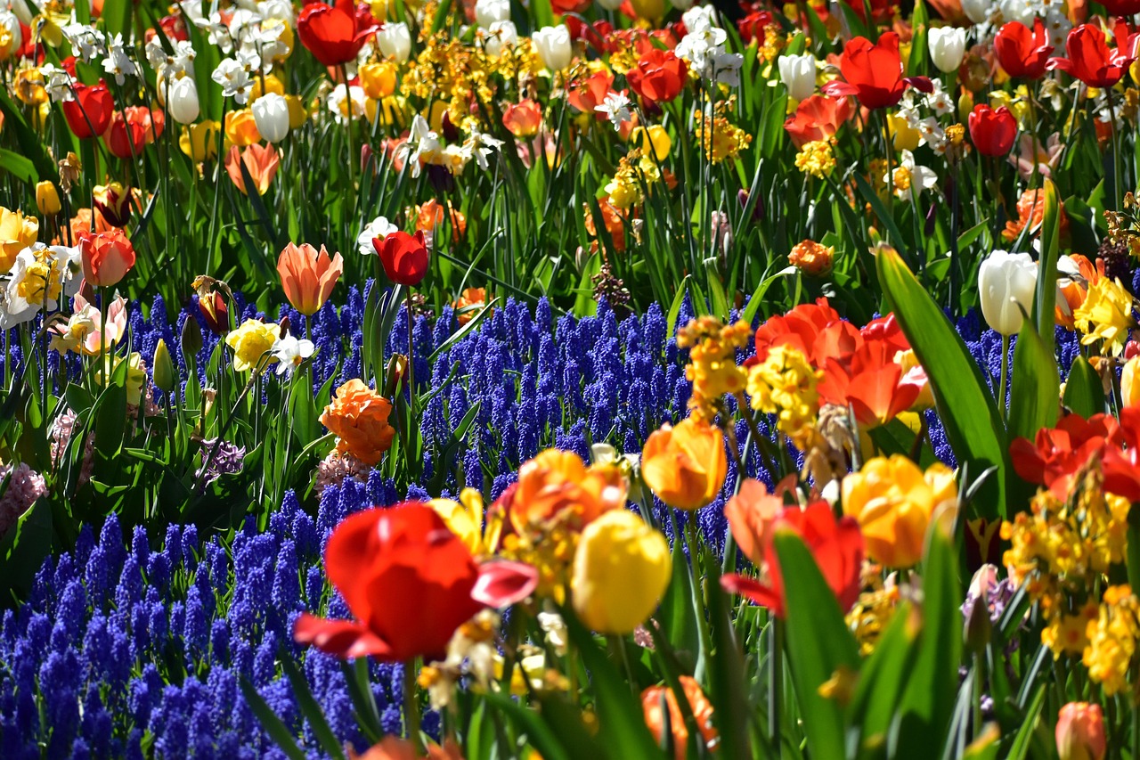 Flores Tulipanes Naturaleza - Foto gratis en Pixabay - Pixabay