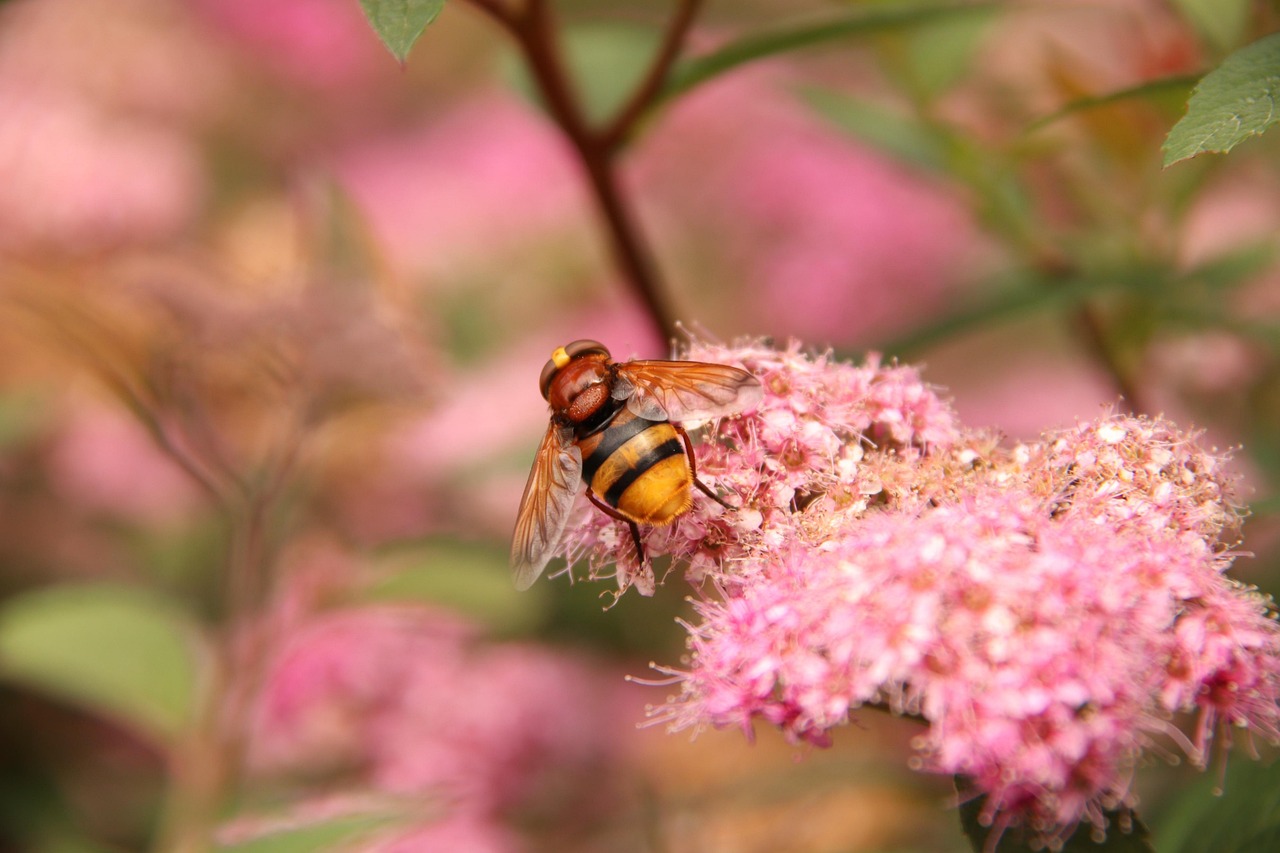 Volucella Zonaria Pink Flowers - Free photo on Pixabay