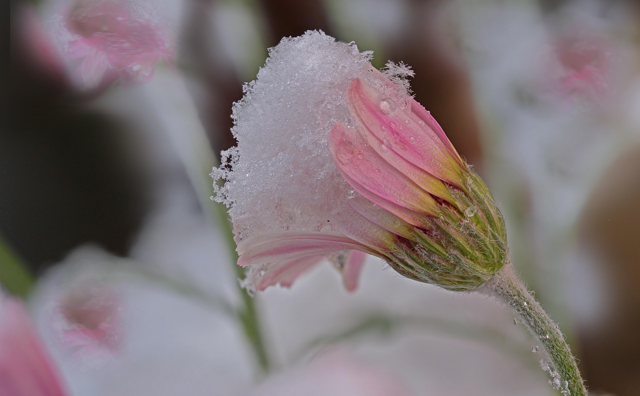 50 000+ kostnadsfria bilder med Bakgrund Frost och Natur - Pixabay