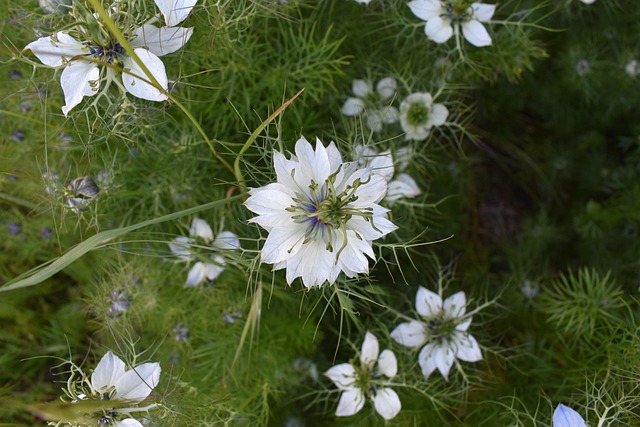 Blumen Blüte Botanik - Kostenloses Foto auf Pixabay - Pixabay
