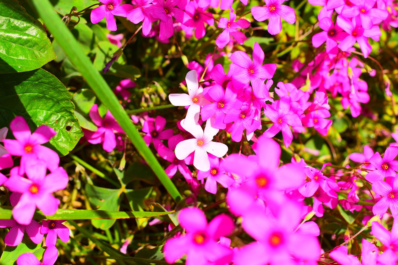 Blomster Roser Hvid - Gratis foto på Pixabay