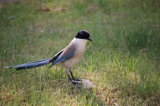 7+ Free Azure-Winged Magpie & Bird Photos - Pixabay
