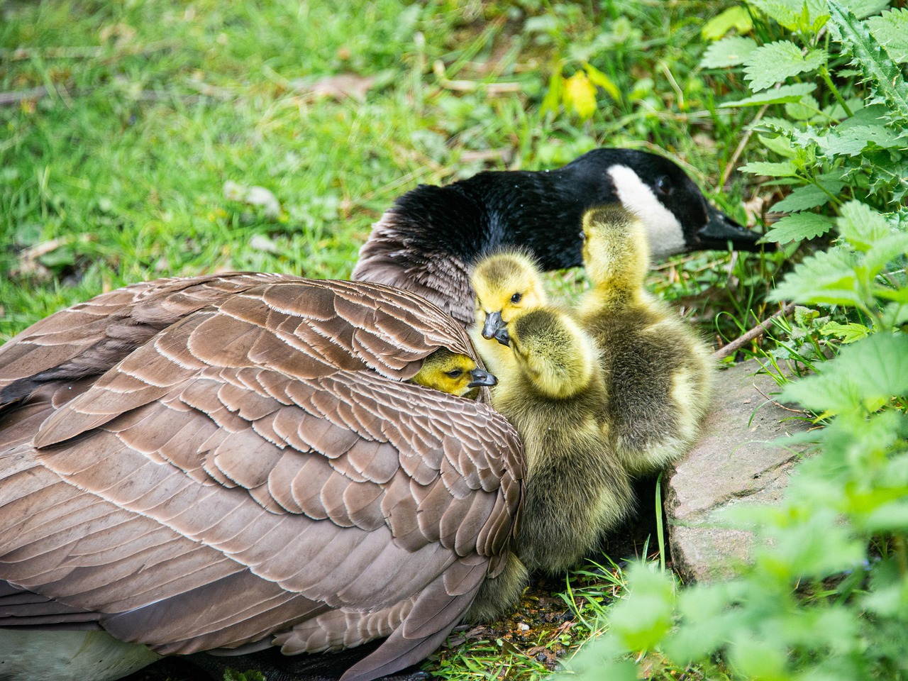 Natur Draußen Tiere - Kostenloses Foto auf Pixabay - Pixabay