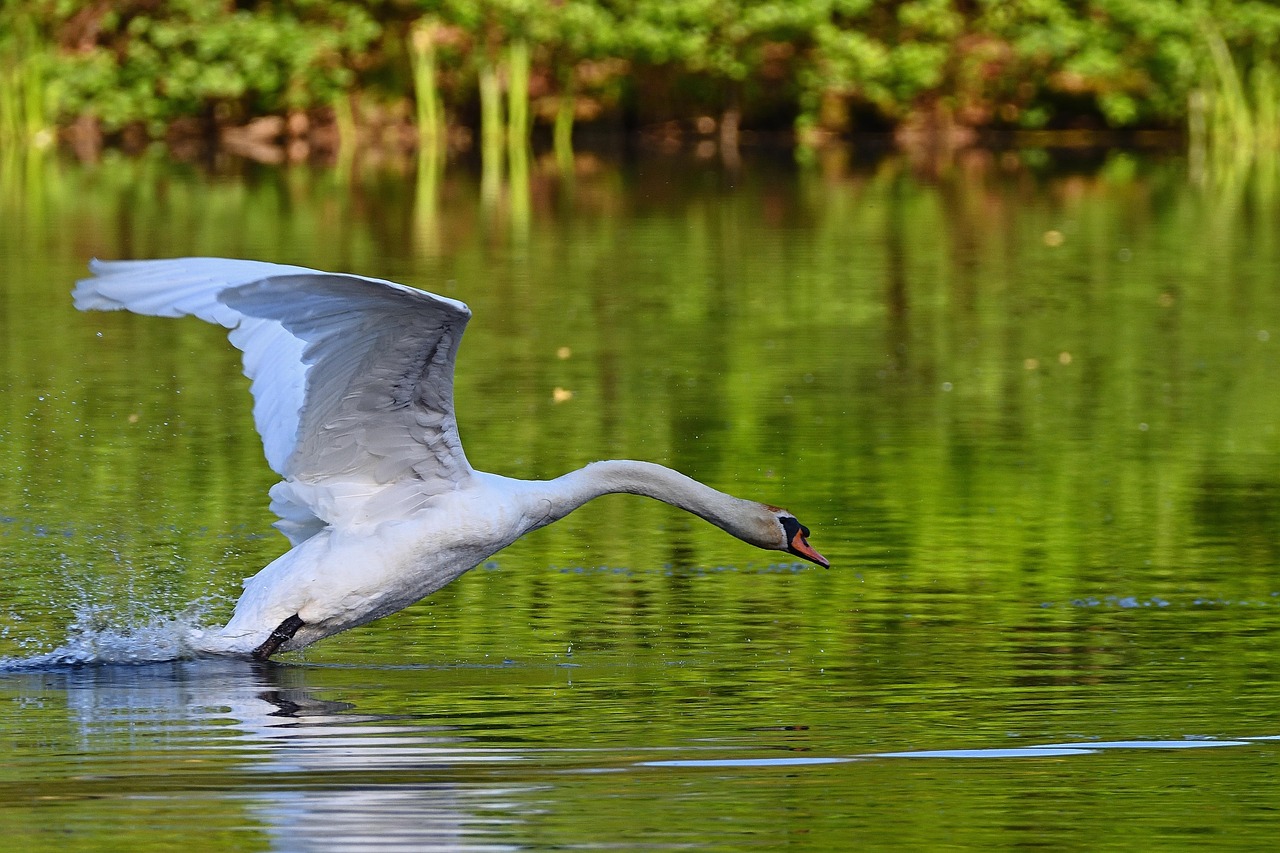 Mute Swan Water Bird Lake Flying - Free photo on Pixabay - Pixabay