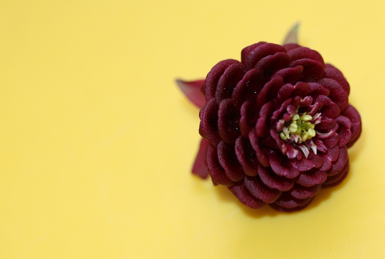 Flower Blossom Bloom Greeting - Free photo on Pixabay - Pixabay