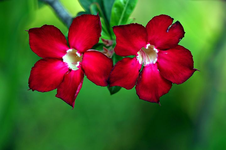 200+ Free Adenium & Nature Photos