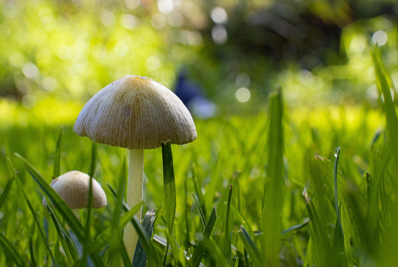 Champiñón Hongo Primavera - Foto gratis en Pixabay - Pixabay