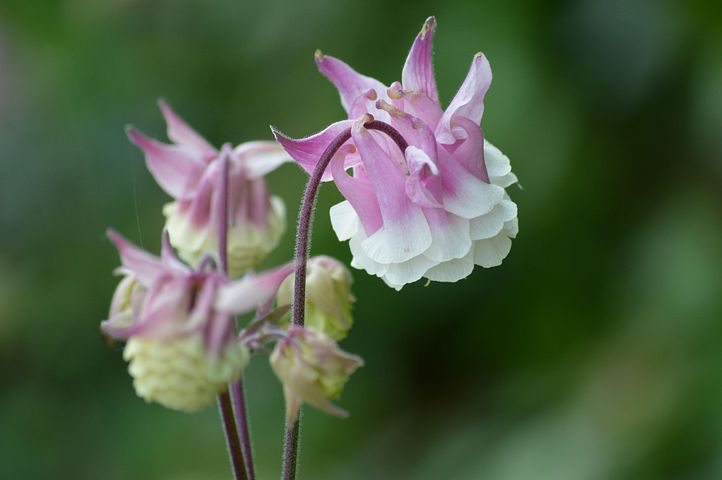 400+ Free Columbine & Flower Images - Pixabay