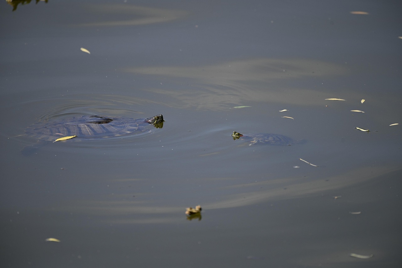 Tortues Animal Lac - Photo gratuite sur Pixabay - Pixabay