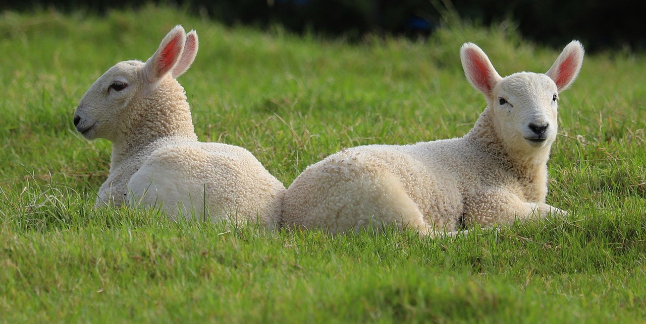 Le Mouton Agneaux Gazon - Photo gratuite sur Pixabay - Pixabay