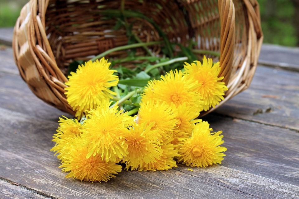 Flowers Dandelions Yellow - Free photo on Pixabay