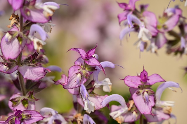 Pink Flowers Nature - Free photo on Pixabay - Pixabay