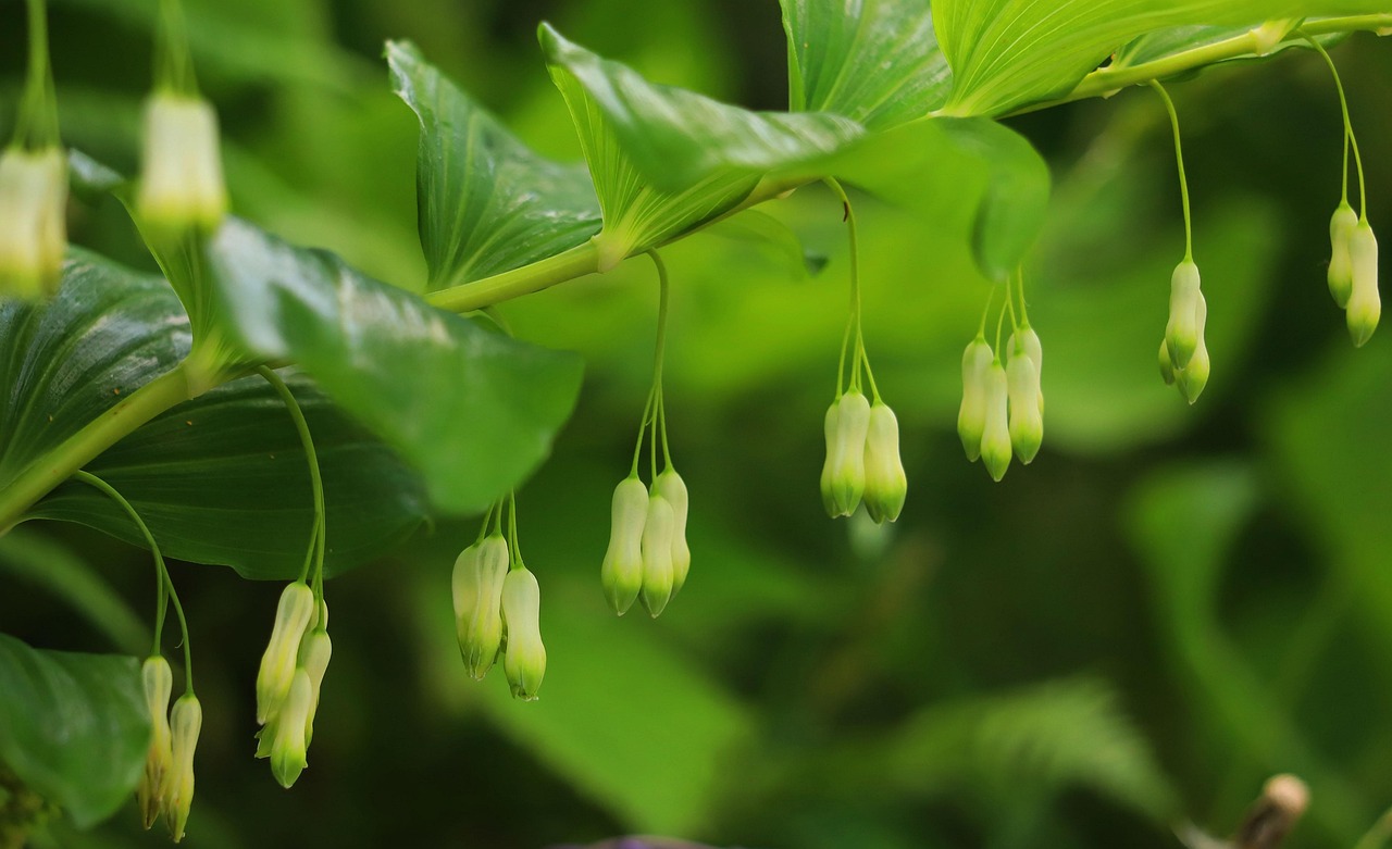 Muguet Fleurs Feuilles - Photo gratuite sur Pixabay - Pixabay