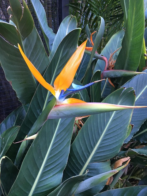 Parrot Flower Tenerife - Free photo on Pixabay