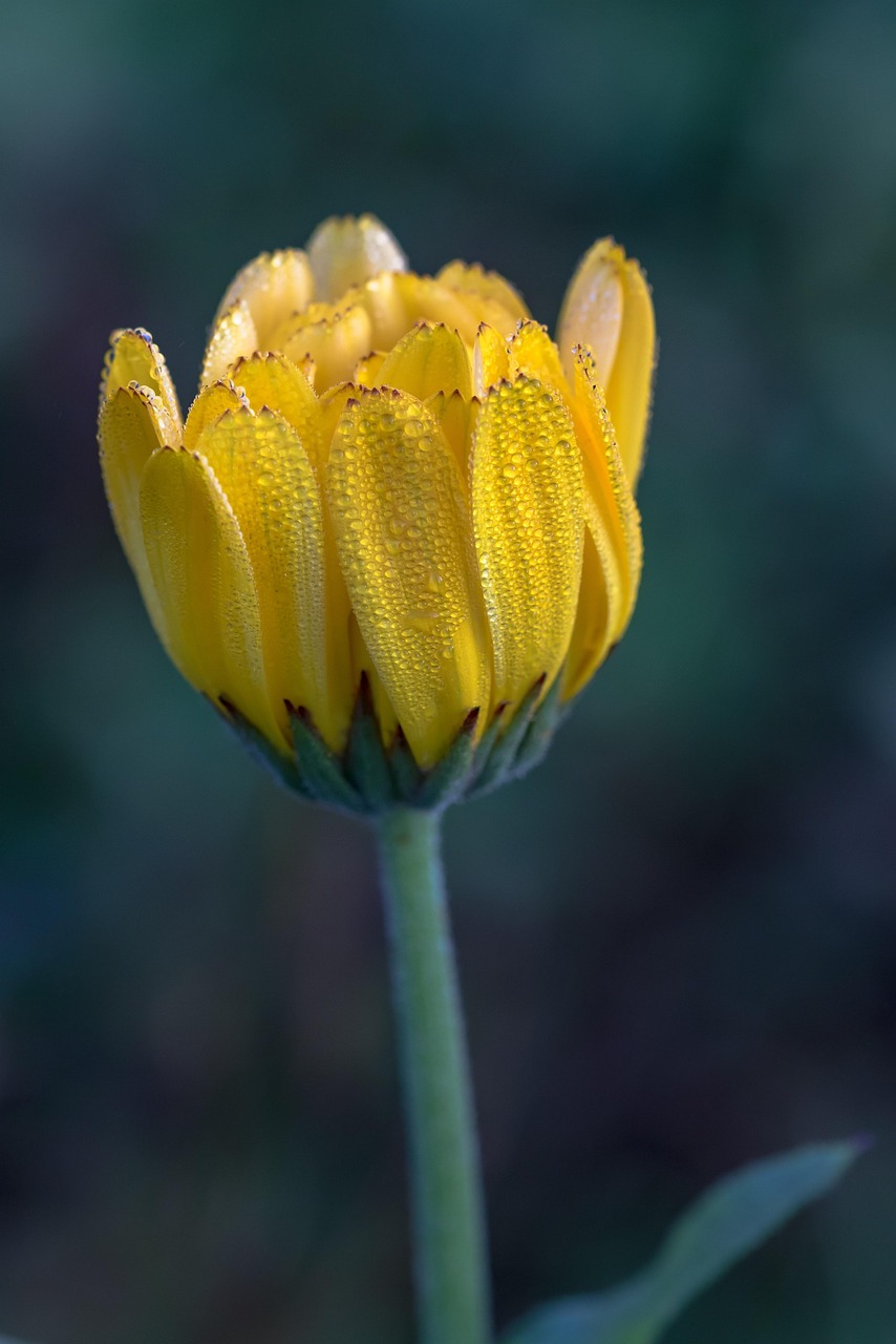 Plant Flower Garden - Free photo on Pixabay - Pixabay