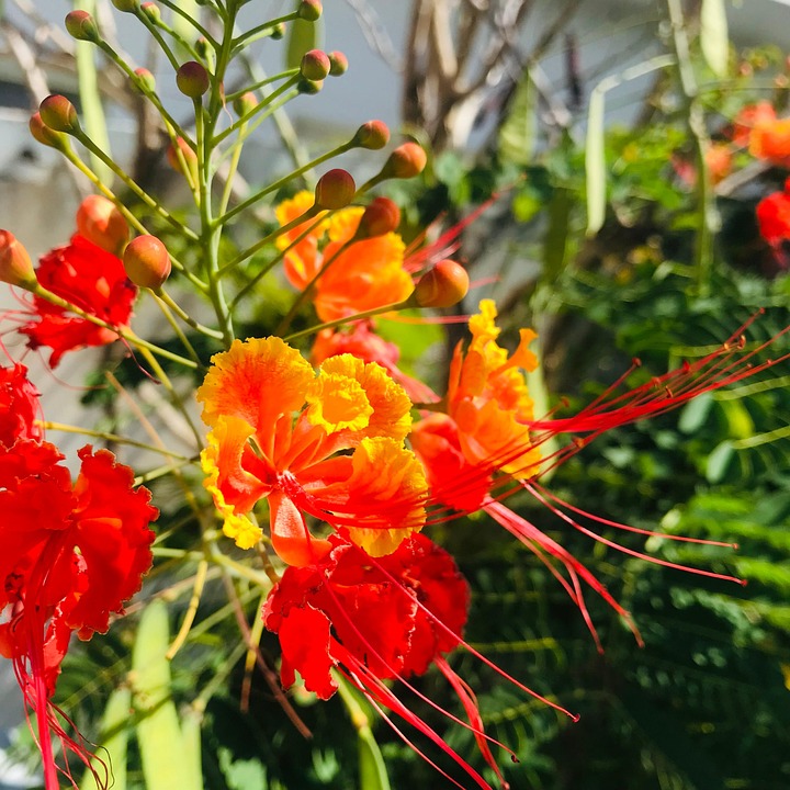 Peacock Flower Plant Free Photo On Pixabay Pixabay