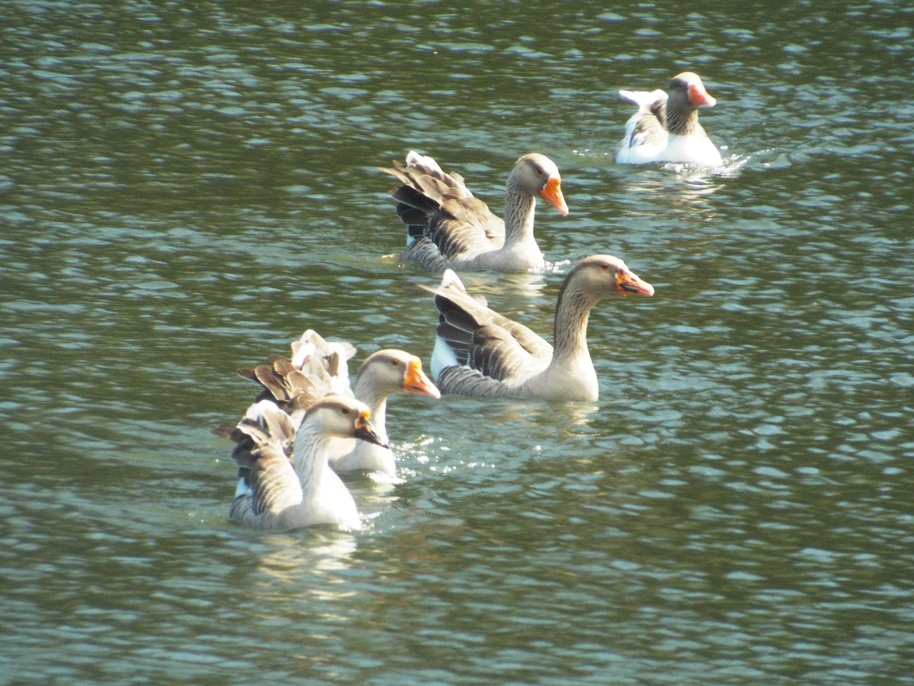 Pato Lago - Foto gratuita no Pixabay - Pixabay