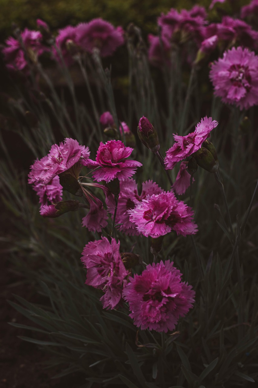 Flores Clavel Gratis Imágenes De Claveles Flores Descarga Gratuita