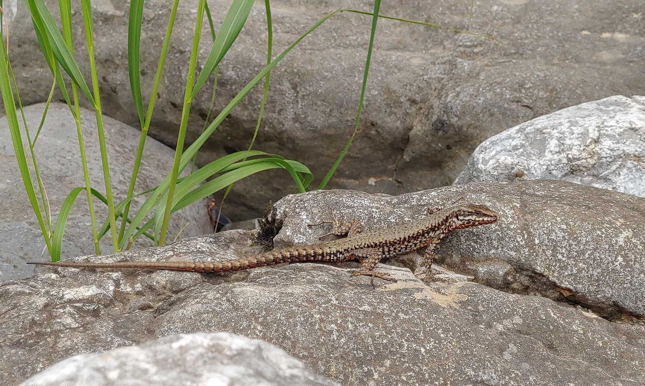 Lizard Animal Nature - Free photo on Pixabay - Pixabay