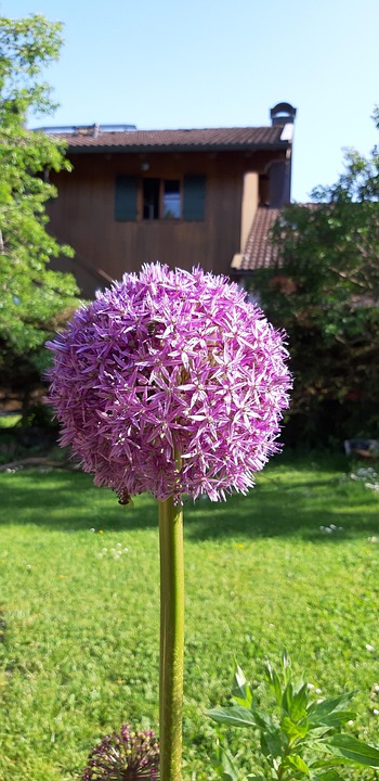 Allium Oignon Ornemental Fleur - Photo gratuite sur Pixabay - Pixabay