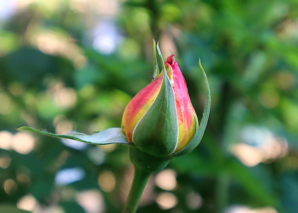 Rose Knospe Pflanzen - Kostenloses Foto auf Pixabay - Pixabay