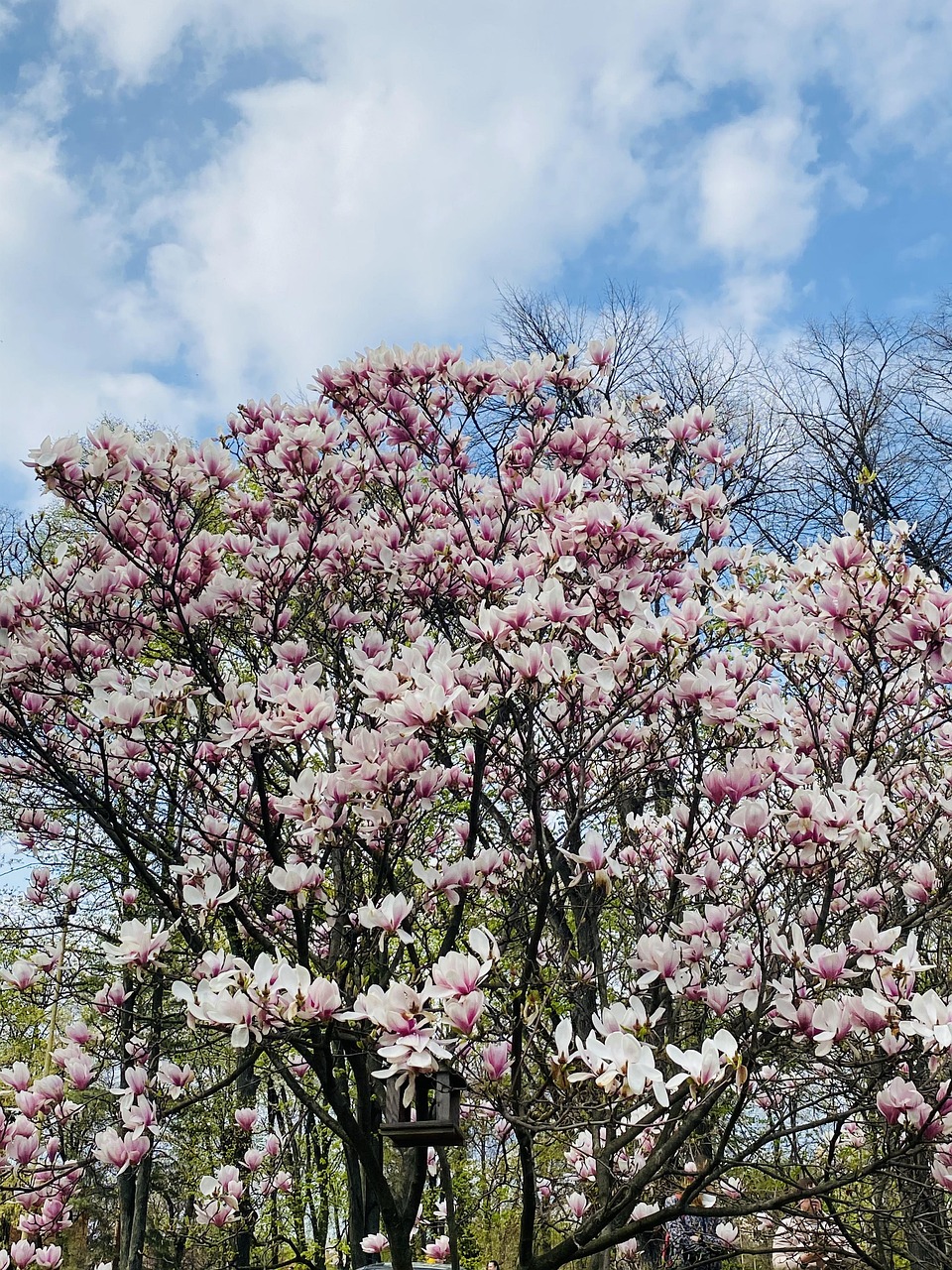 Magnolia Spring Flowers - Free photo on Pixabay - Pixabay