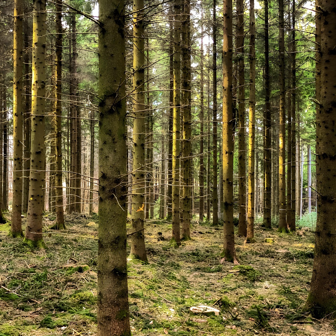 Floresta Arvores Natureza - Foto gratuita no Pixabay - Pixabay