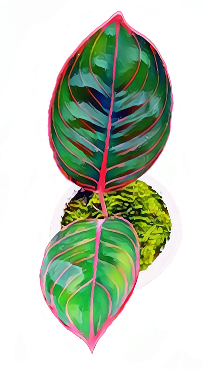 Hojas Natural Planta - Imagen gratis en Pixabay