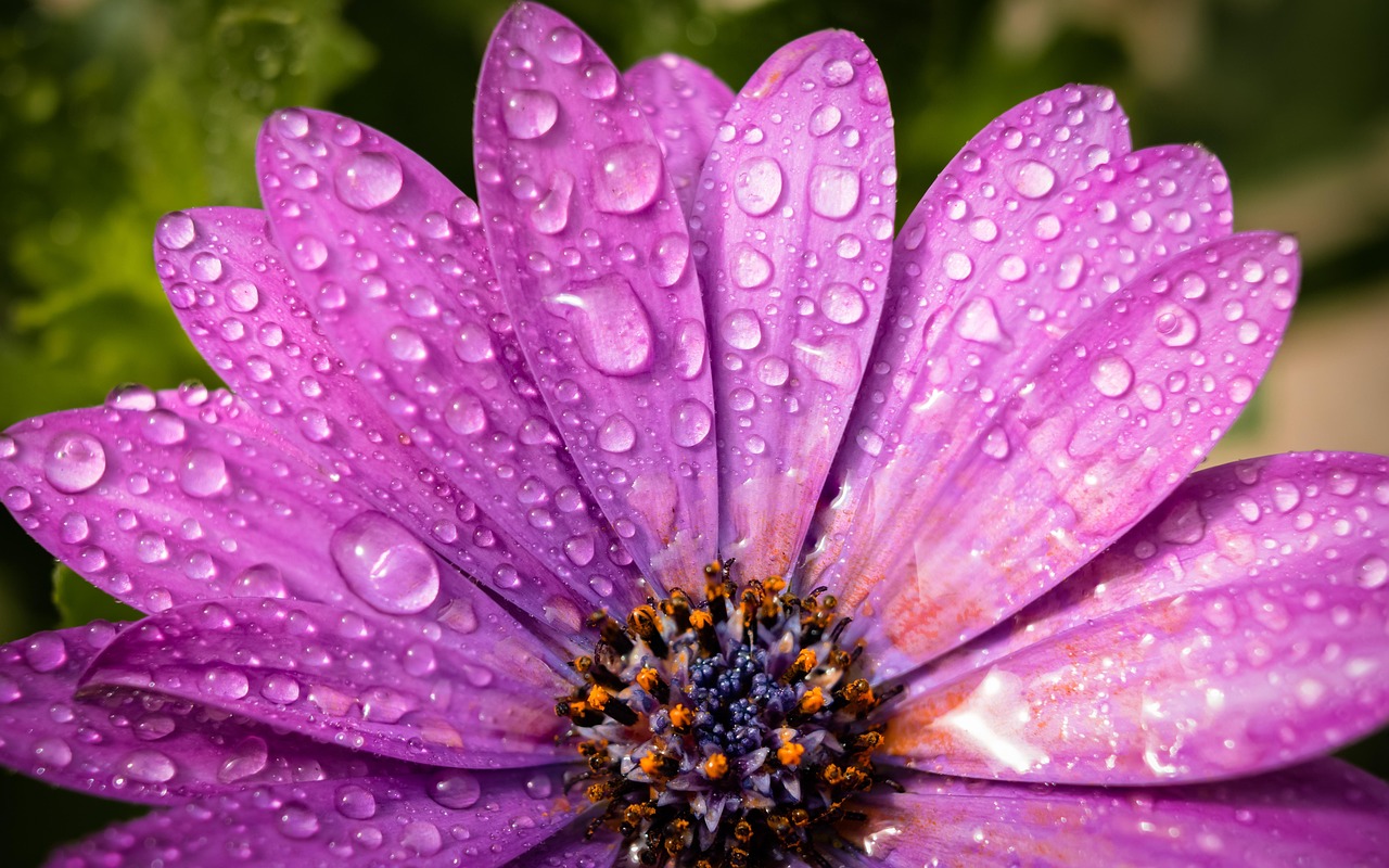 African Daisy Flower Plant - Free photo on Pixabay - Pixabay