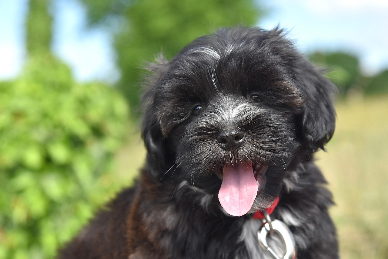 50,000+ Free Havanese Dog & Dog Images - Pixabay
