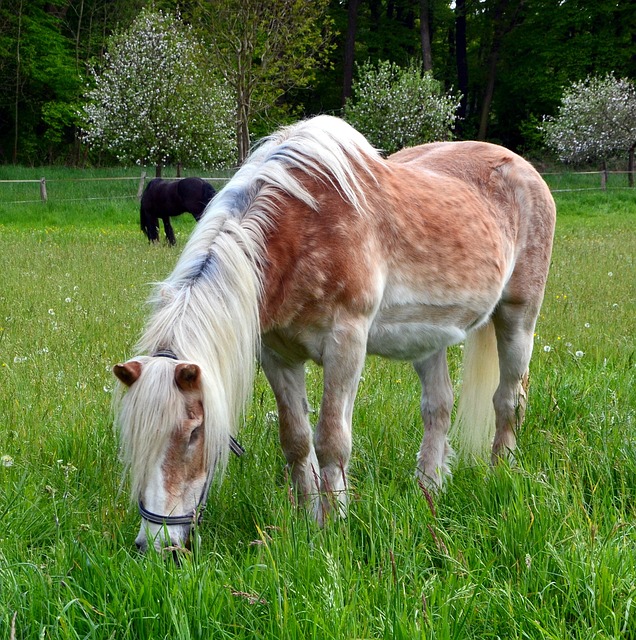 Horse Coupling Reiterhof - Free photo on Pixabay - Pixabay