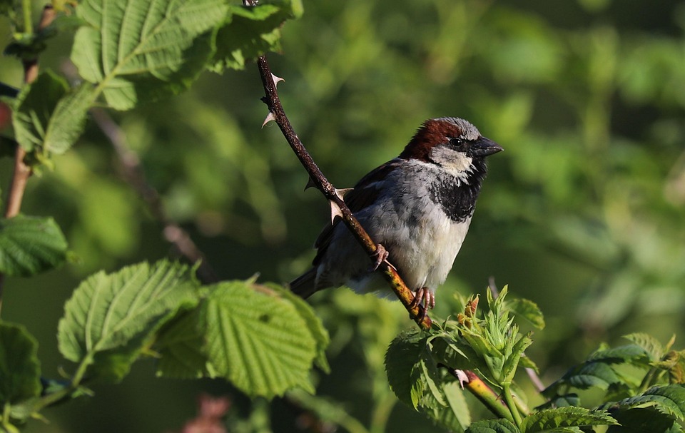 True Sparrow Bird Animal - Free photo on Pixabay