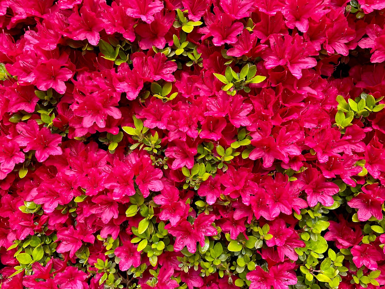 Azaleen Pinke Blumen - Kostenloses Foto auf Pixabay - Pixabay