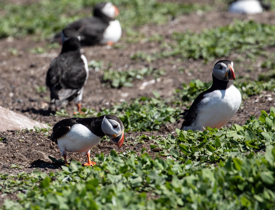 Bird Ornithology Puffin - Free photo on Pixabay - Pixabay