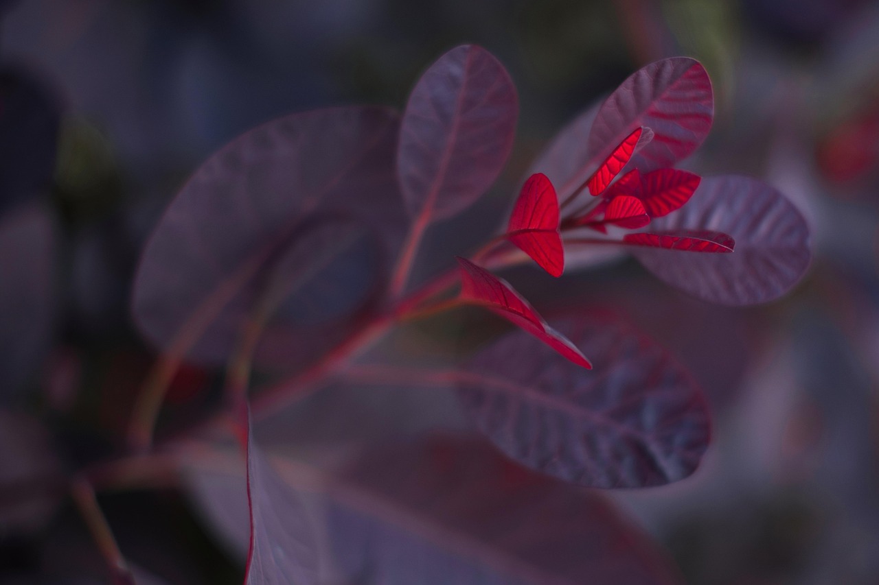 Arbusto Rojo Rama Naturaleza - Foto gratis en Pixabay - Pixabay