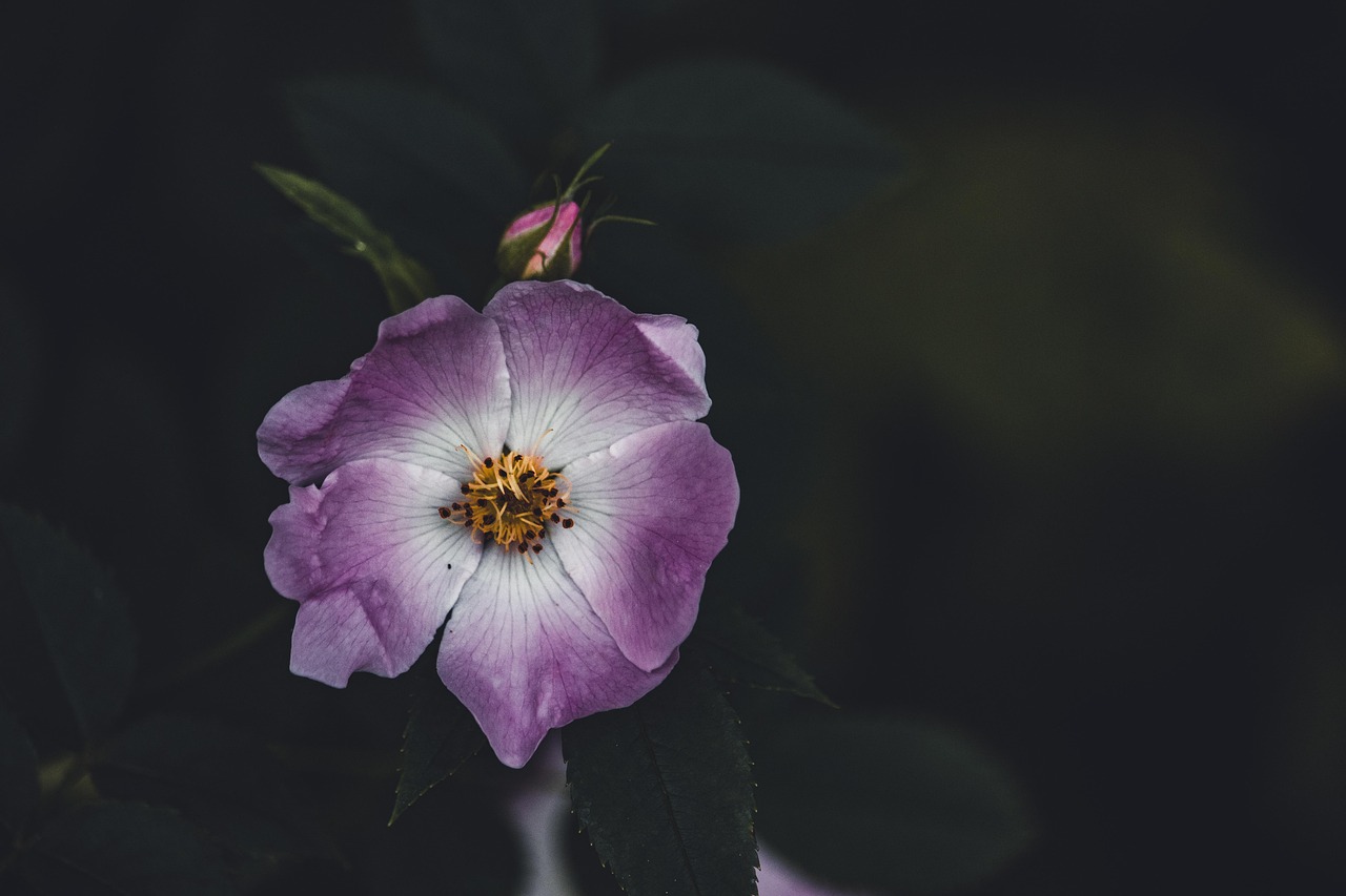 Rosa Canina Dog Rose Wild - Free photo on Pixabay