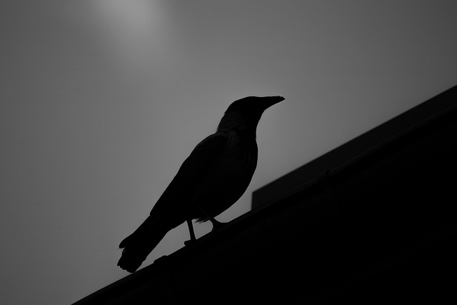 Corbeau Oiseau La Nature - Photo gratuite sur Pixabay - Pixabay