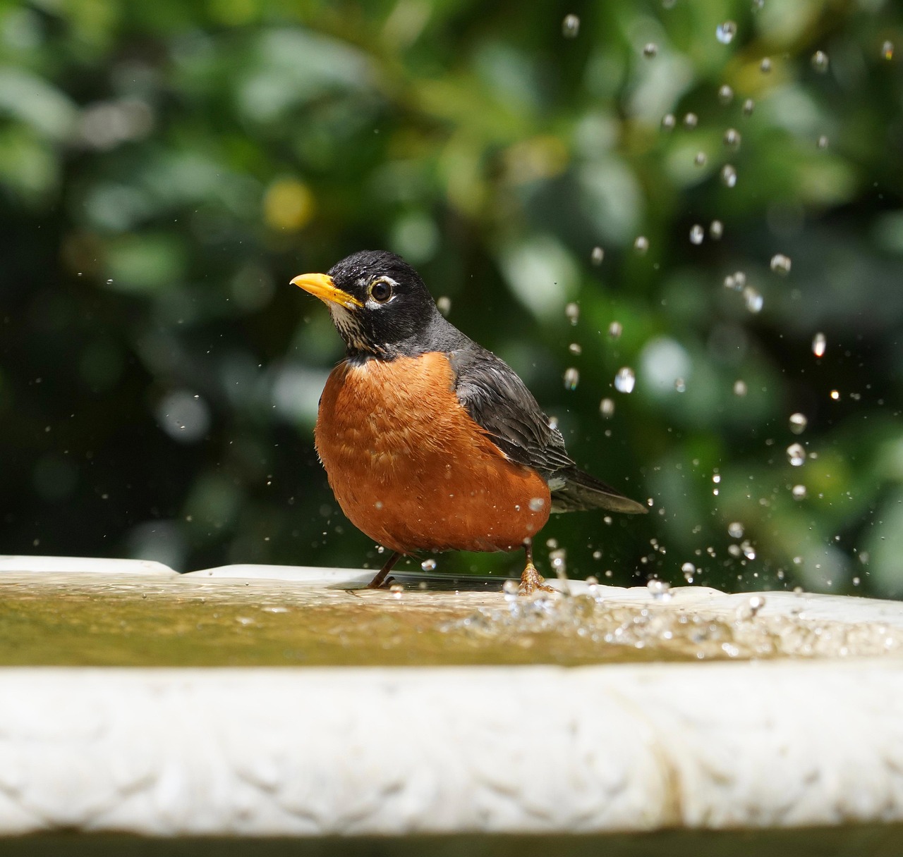American Robin Bird Animal - Free photo on Pixabay - Pixabay