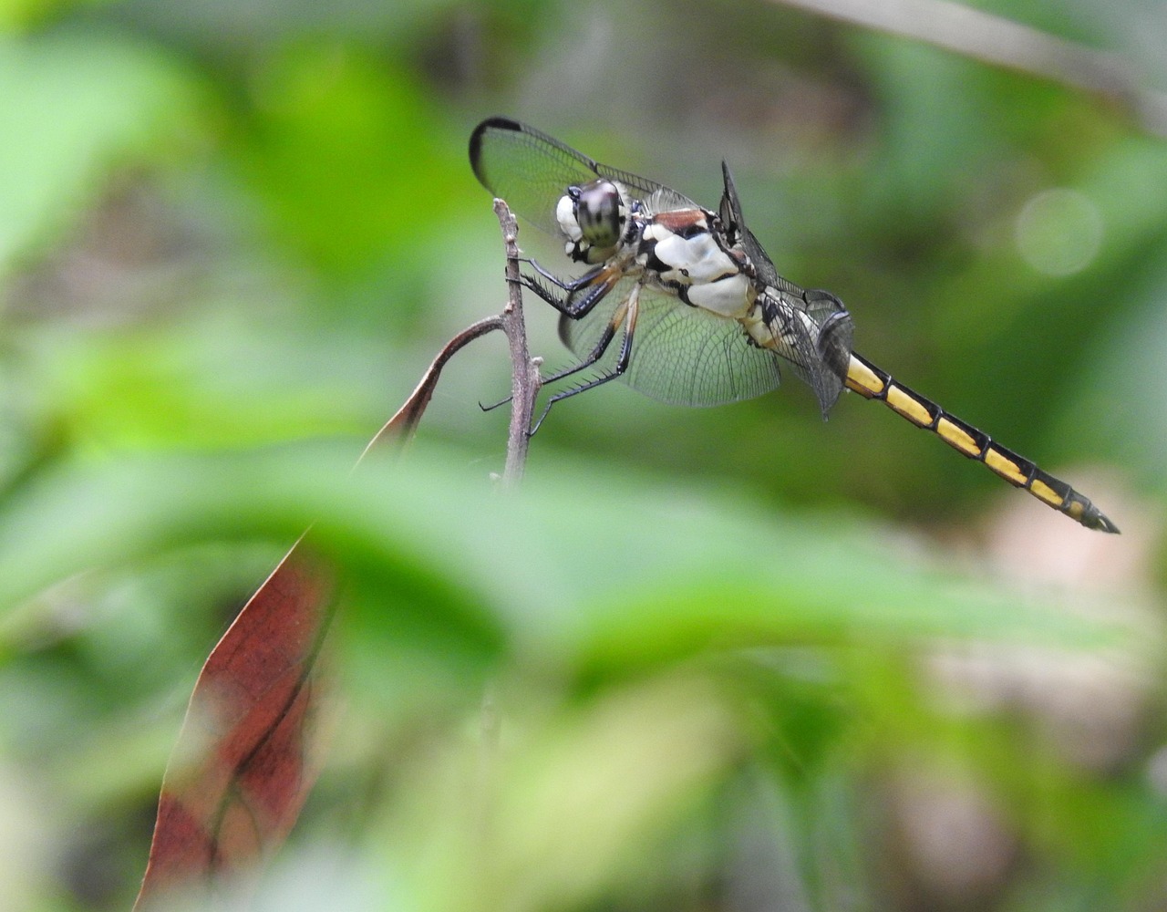Dragonfly Insect Nature - Free photo on Pixabay - Pixabay