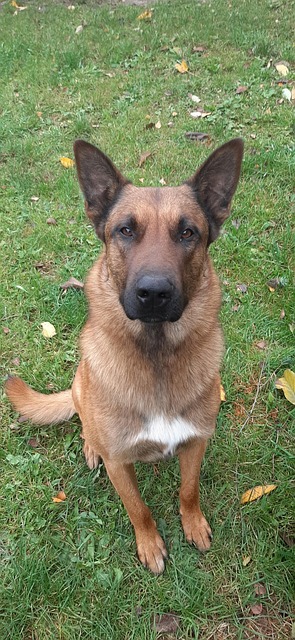 Animals Dog Malinois - Free photo on Pixabay - Pixabay