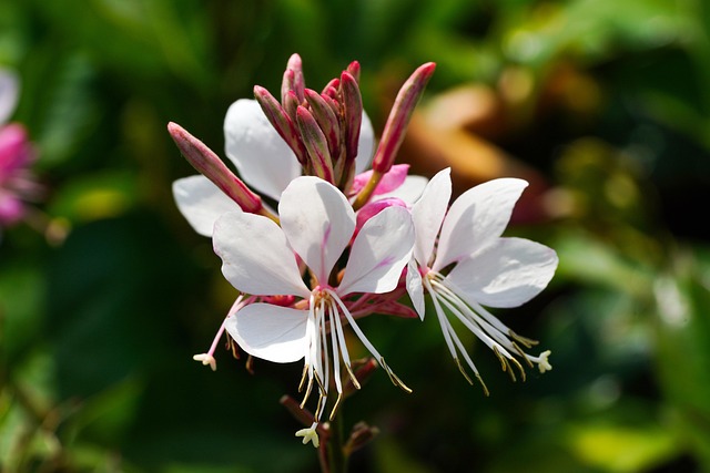 Fleurs Blanches Nature - Photo gratuite sur Pixabay