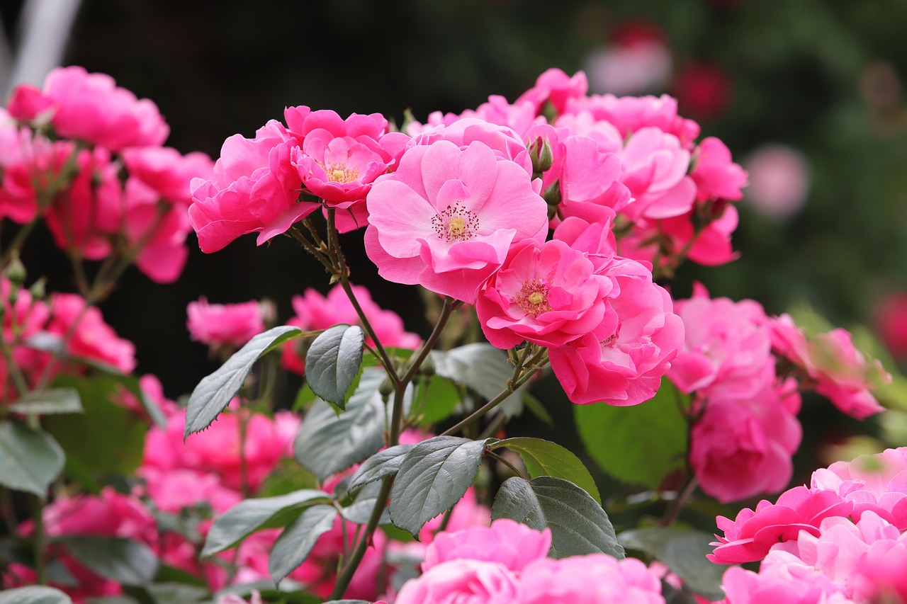 Pink Flowers Roses - Free photo on Pixabay - Pixabay
